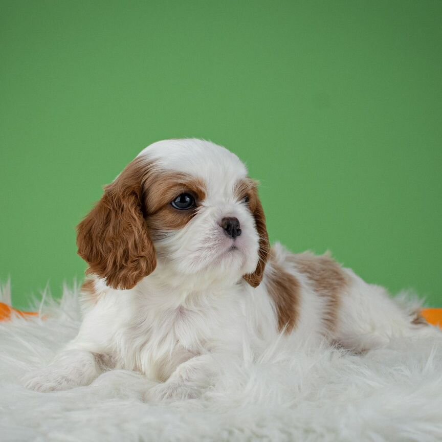 Кавалер кинг чарльз спаниель