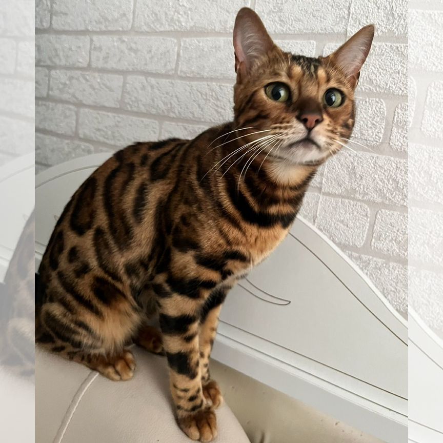 Бенгальская кошка, взрослая