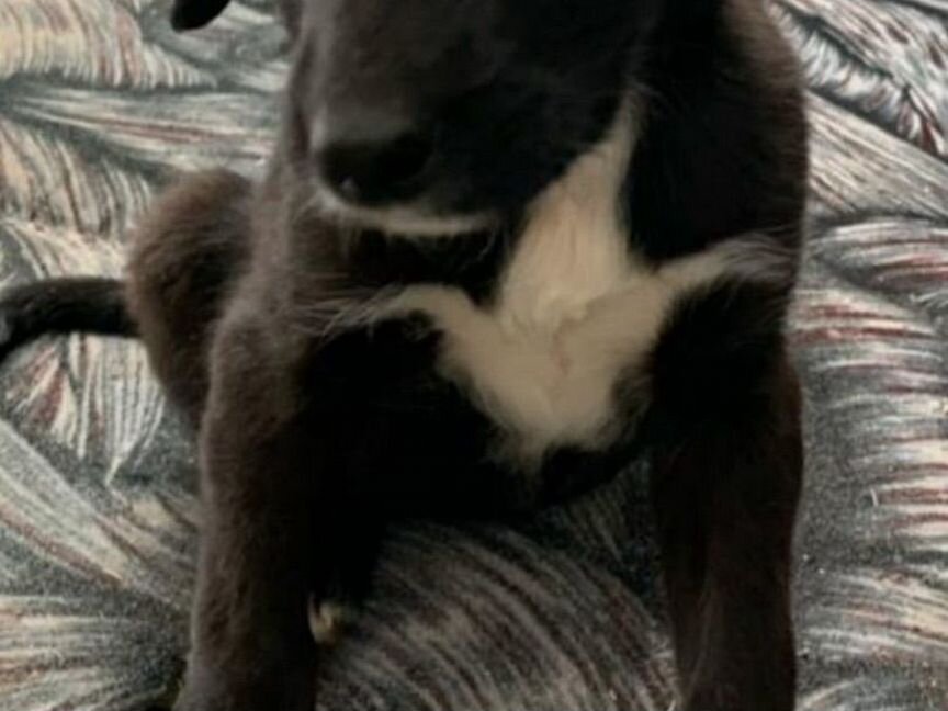 Щенки дворяне