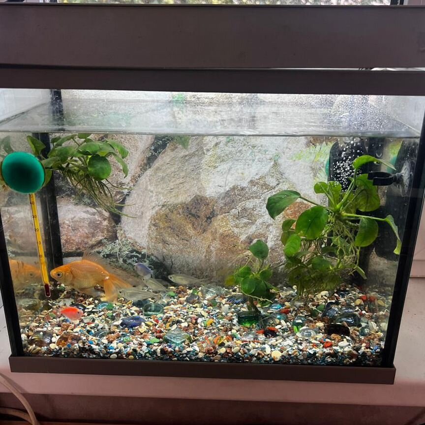 Аквариум с рыбками