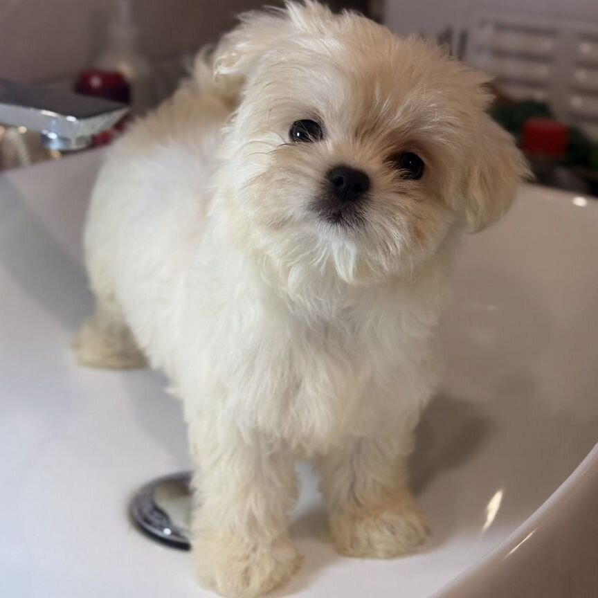 Мальтипу, щенок