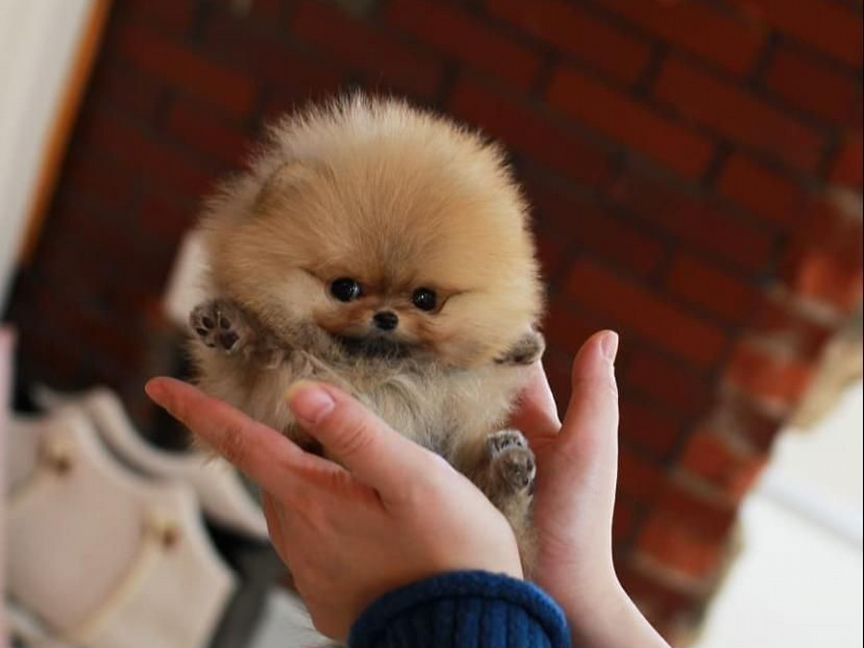 Малюсенький Мальчик Шпиц