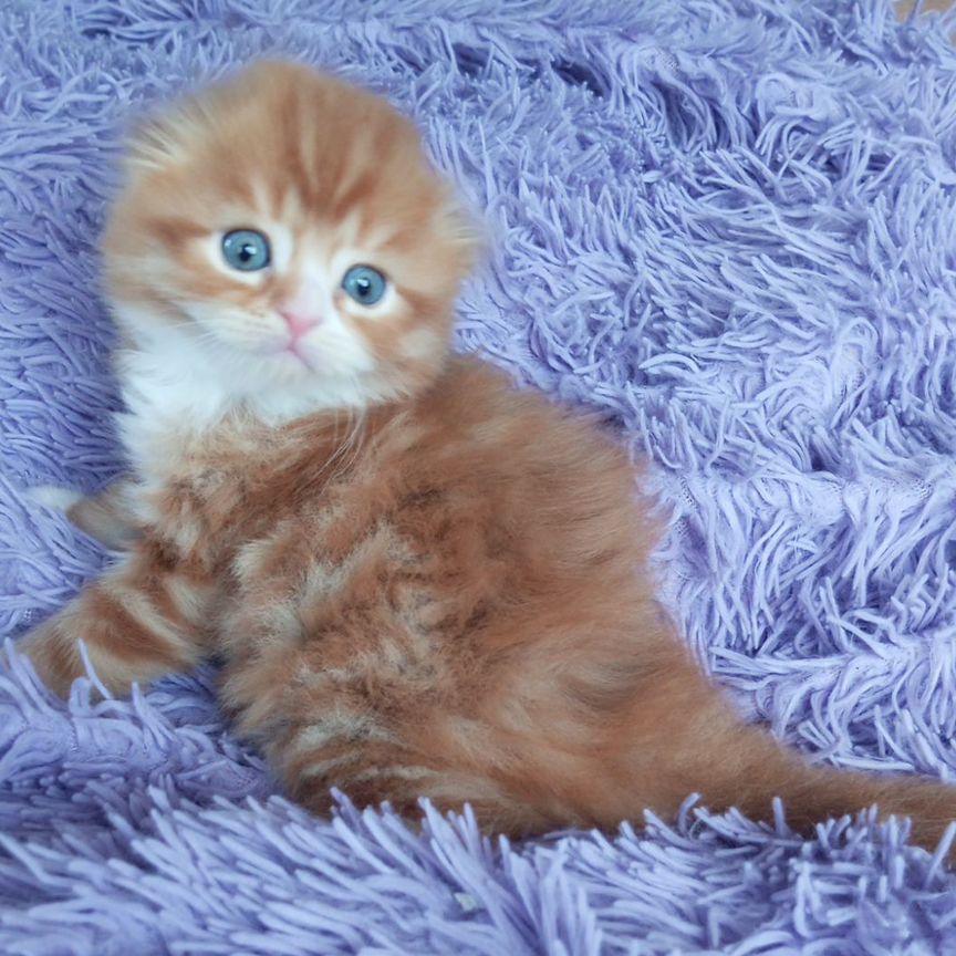 Шотландский вислоухий длинношёрстный котёнок