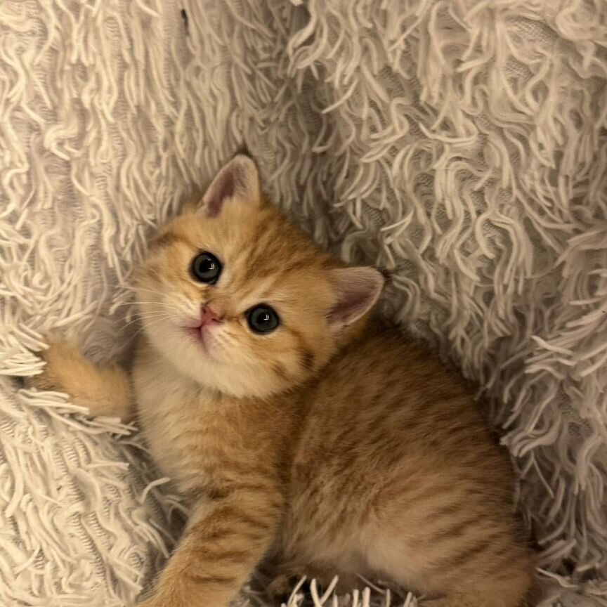 Шотландские котята