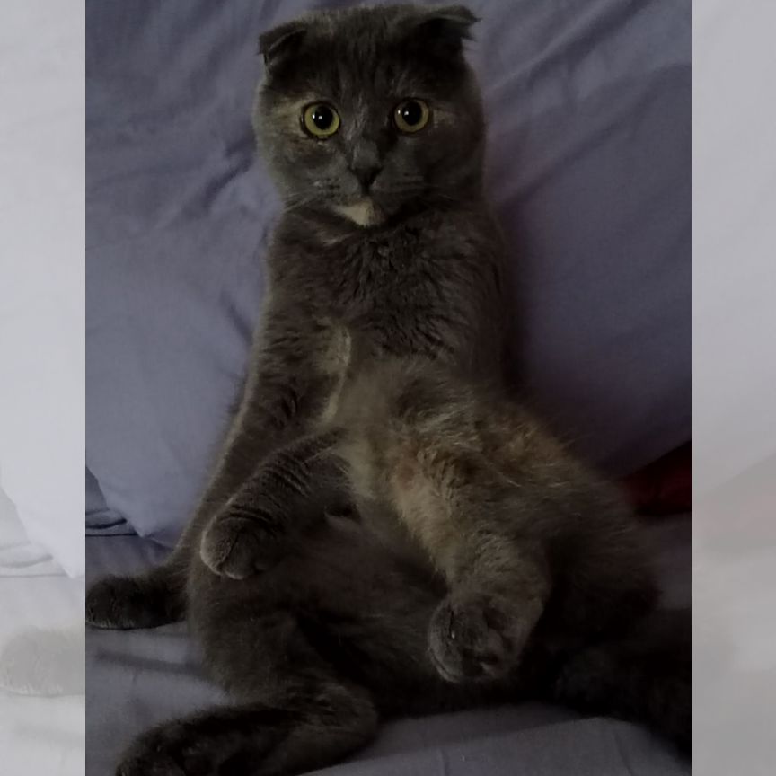 Британская короткошёрстная кошка, взрослая