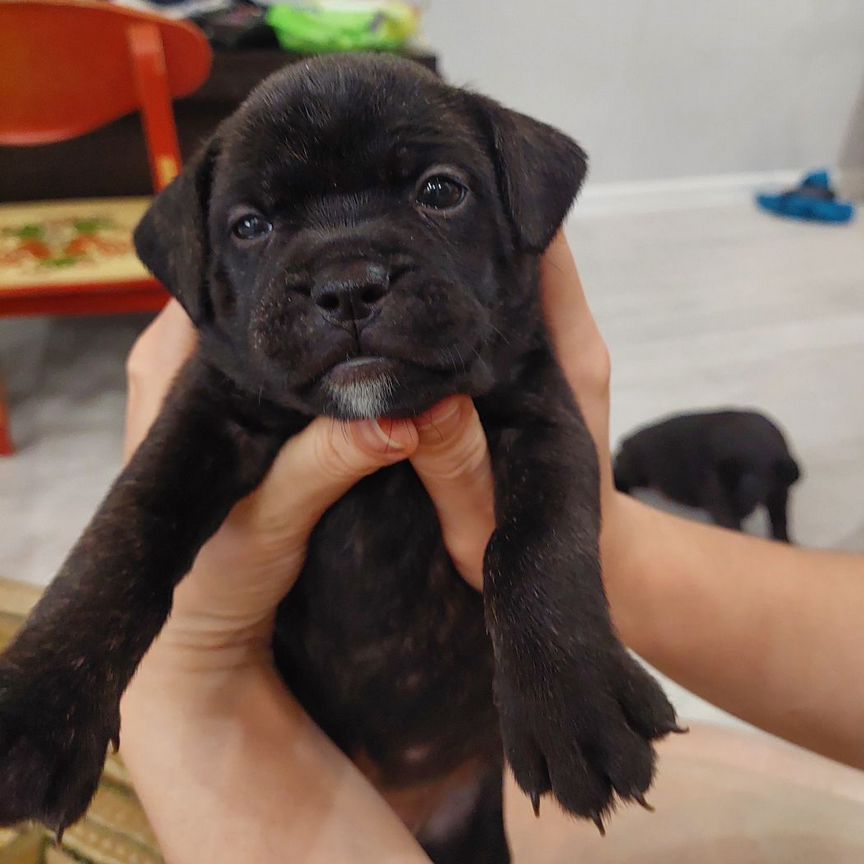 Французский бульдог щенки