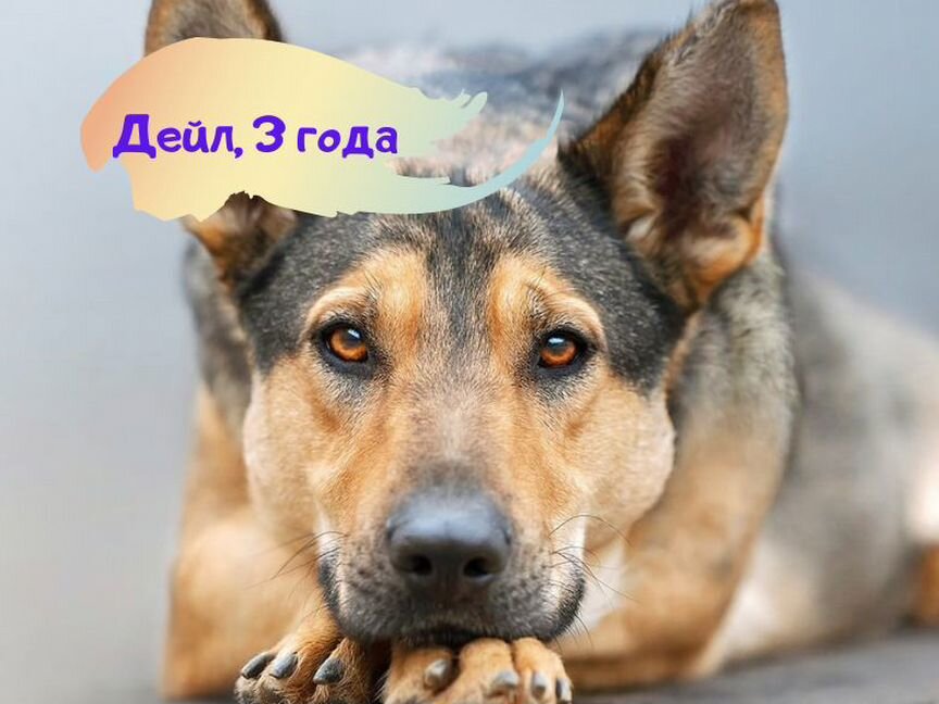 Дейл общительный, немного стеснительный пес