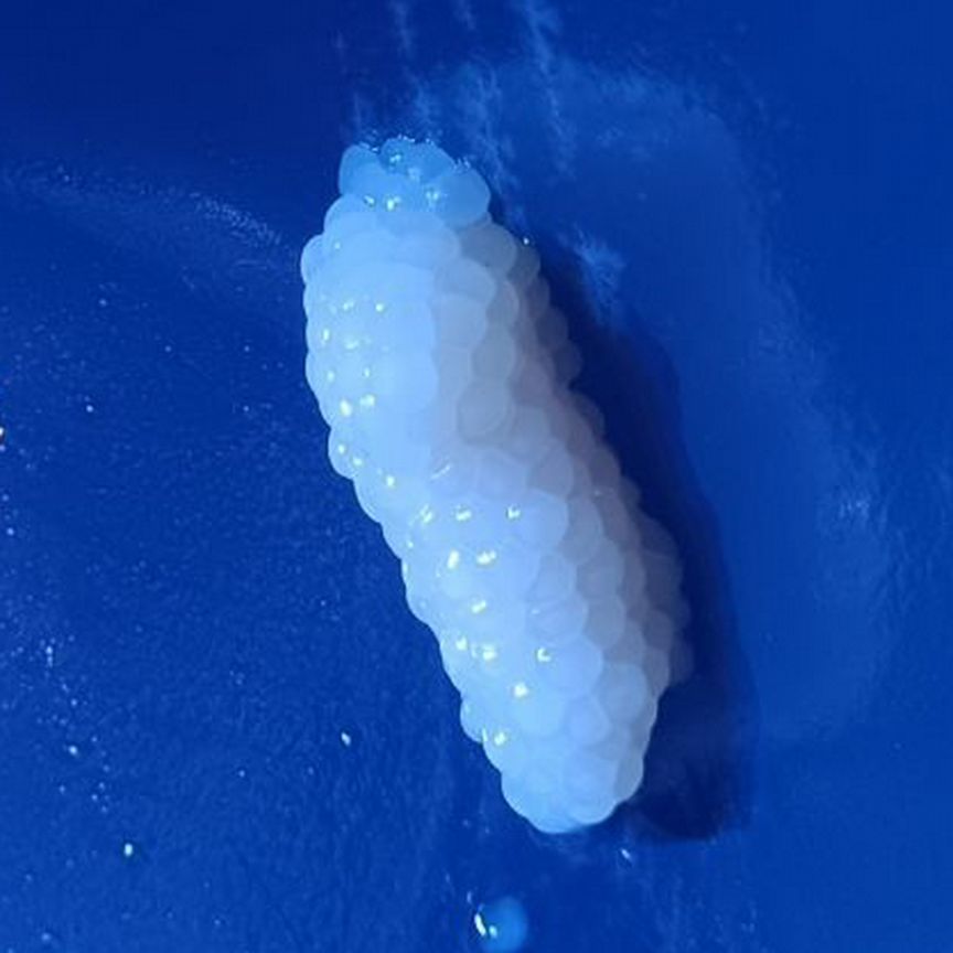 Икра улитки ампулярии