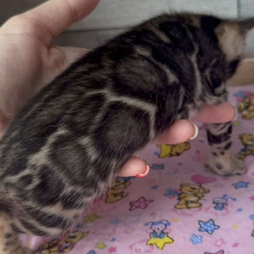Бенгальские котята
