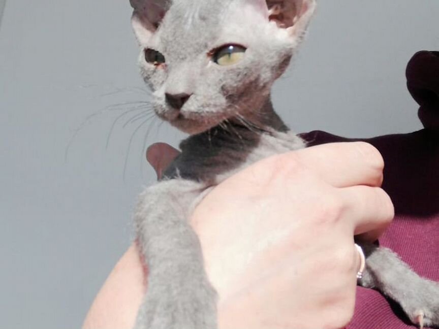 Канадский сфинкс котенок