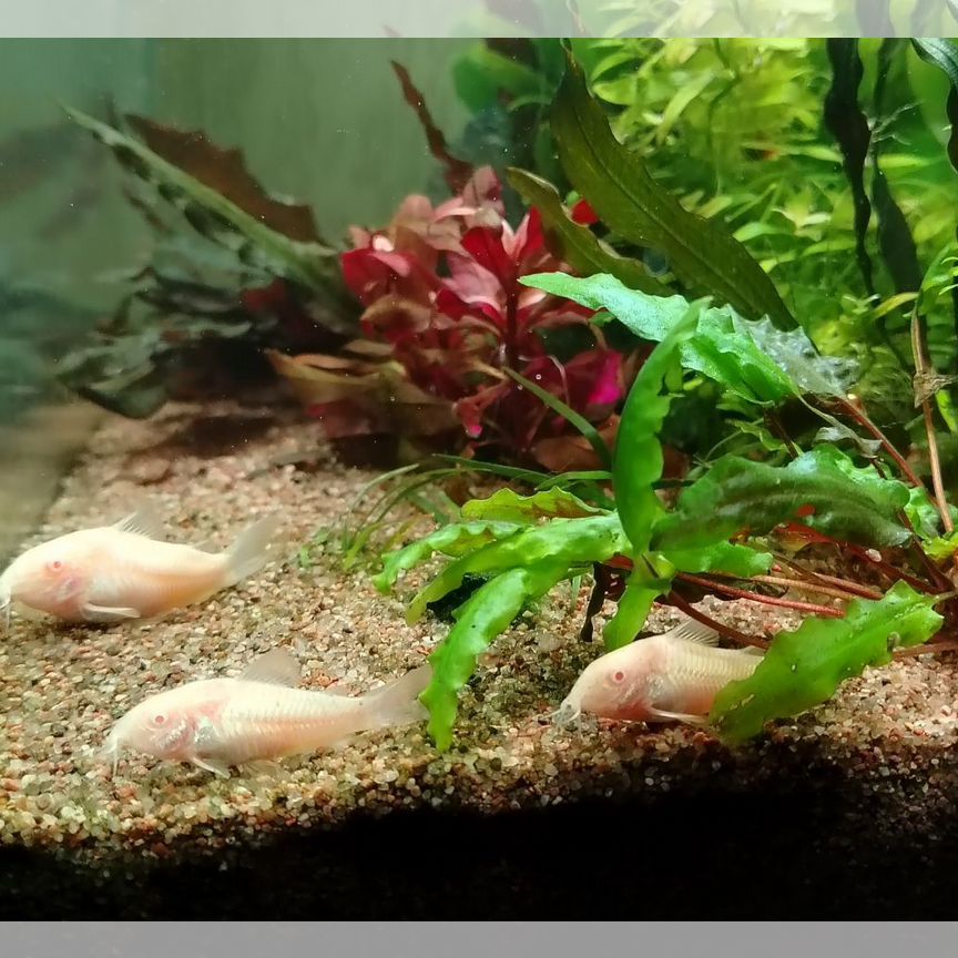 Обмен коридорас альбинос золотой семья нерестятся