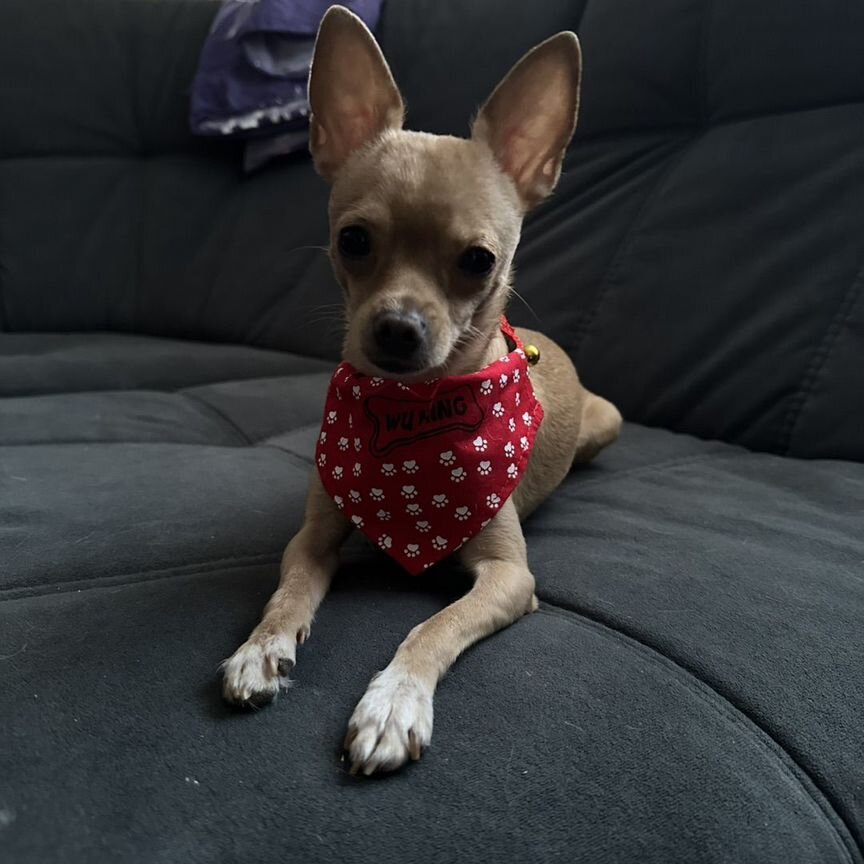 Вязка той мини