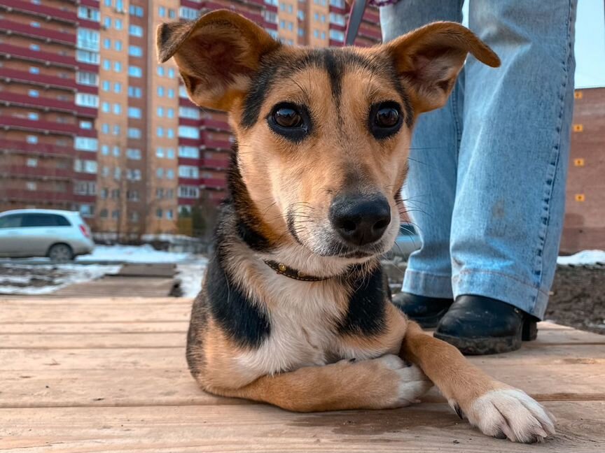 Маленький щенок бесплатно