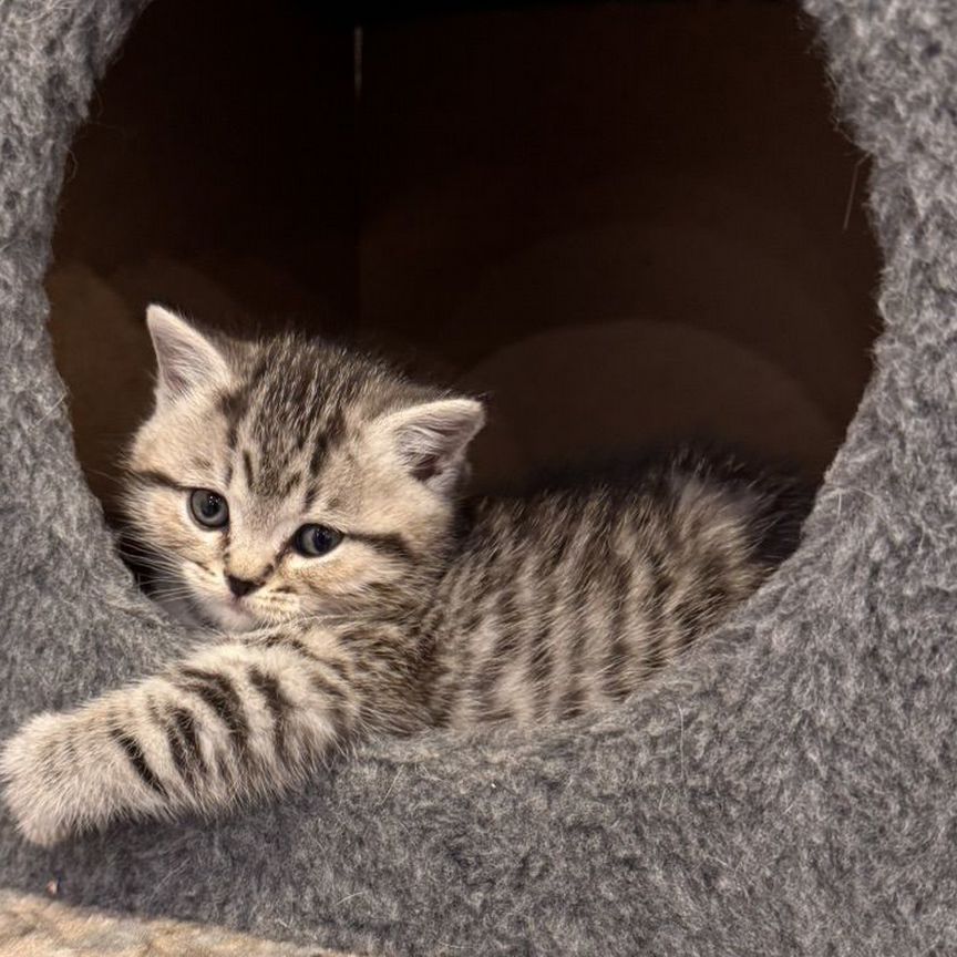 Шотландский вислоухий короткошёрстный котёнок