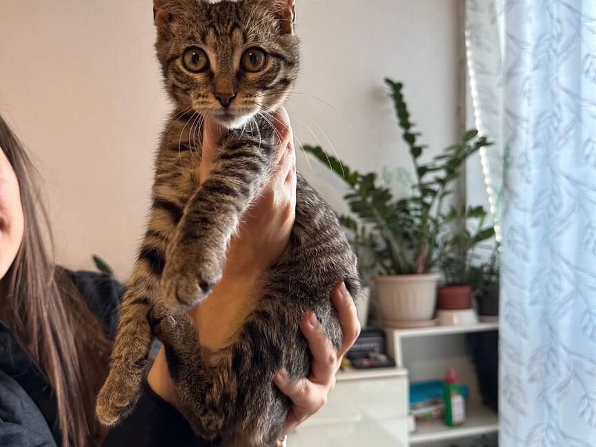 Кошечка Ева ждет свою семью