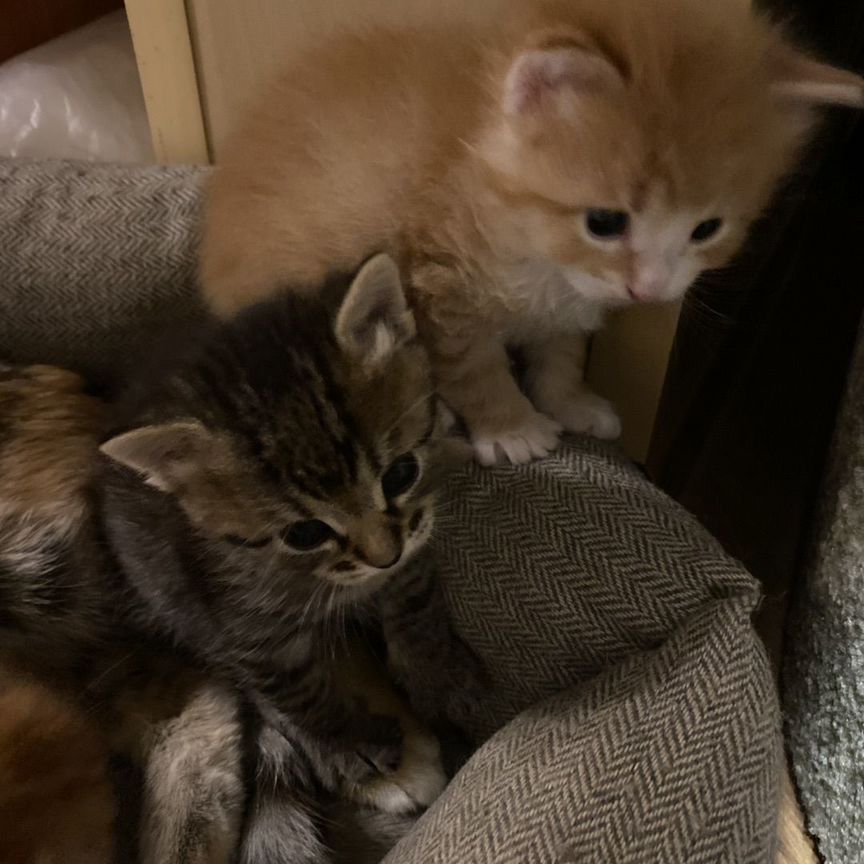 Котята в добрые руки 1 месяц