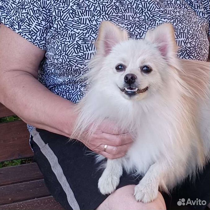 Шпиц подрощенная девчоночка