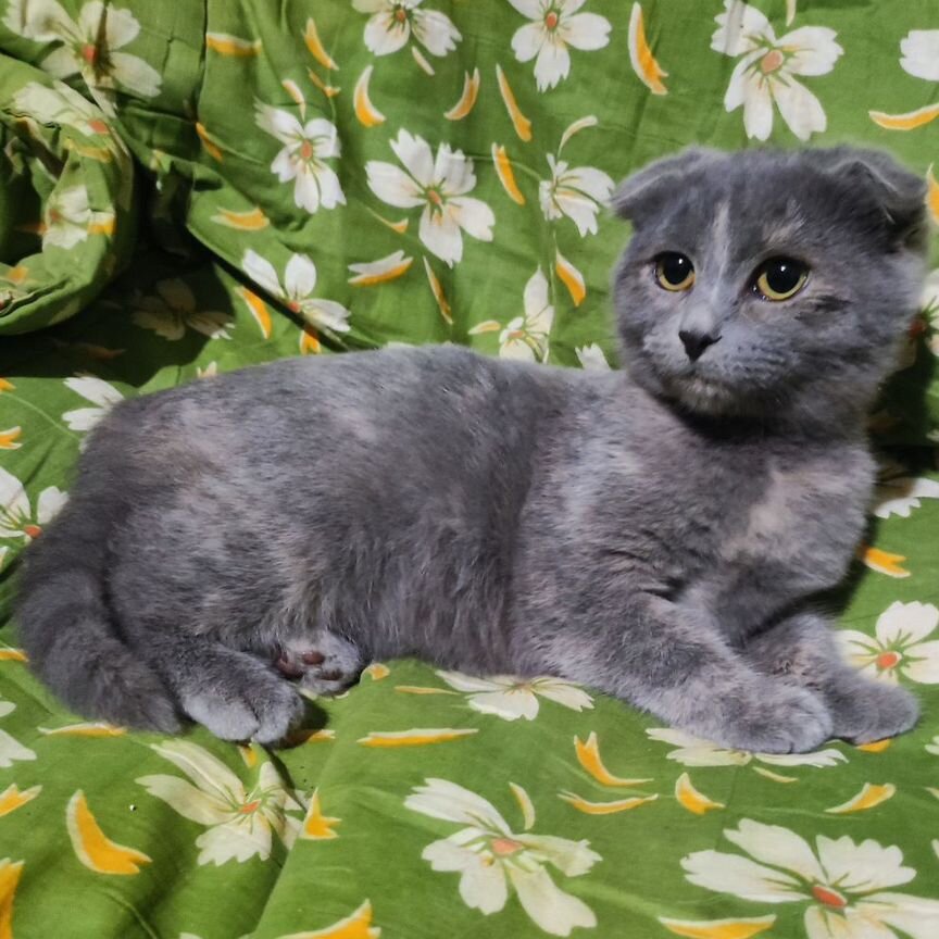 Вислоухая Ева возраст 3 мес