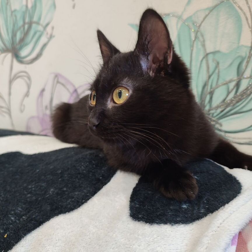 Черный котенок в добрые руки