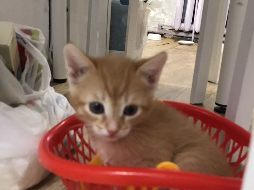 Котенок