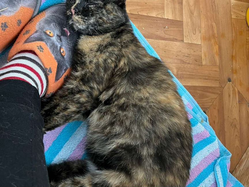 Черепаховая кошка в дар