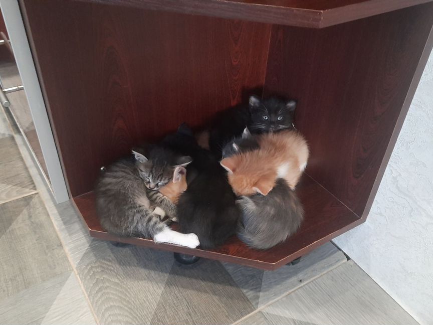 Отдам котят в добрые руки. Чистые, умные