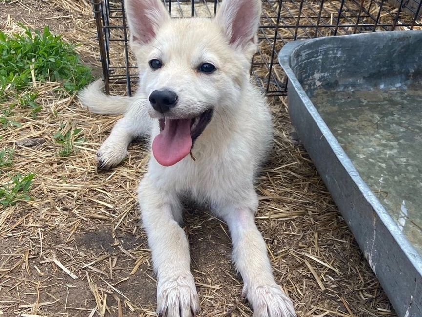 Щенок в добрые руки