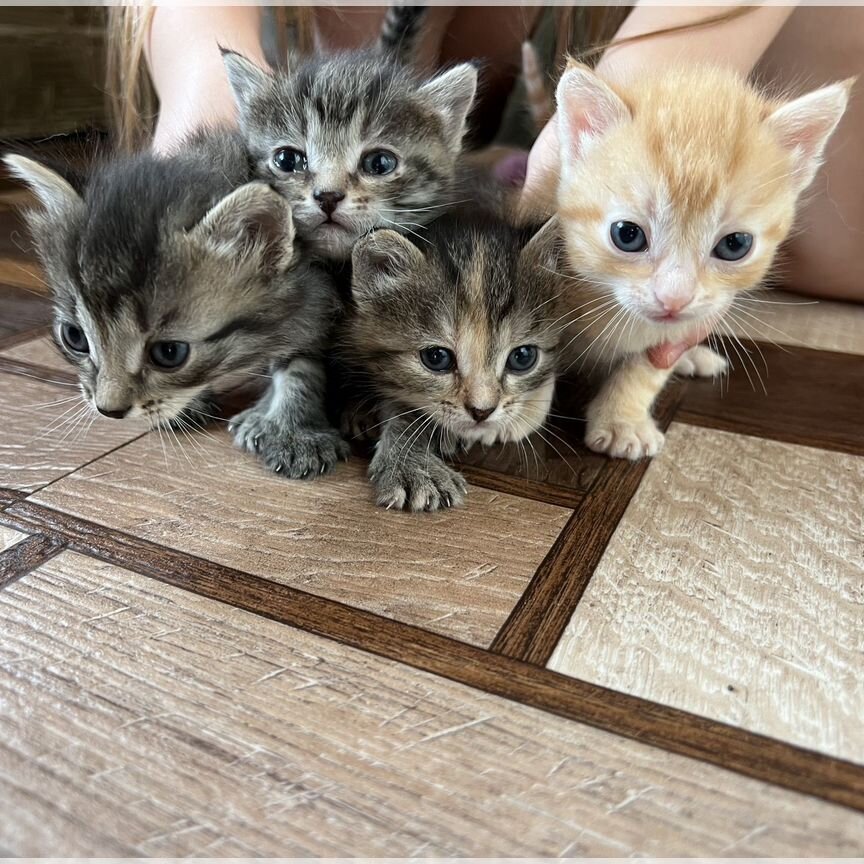 Котёнок в добрые руки