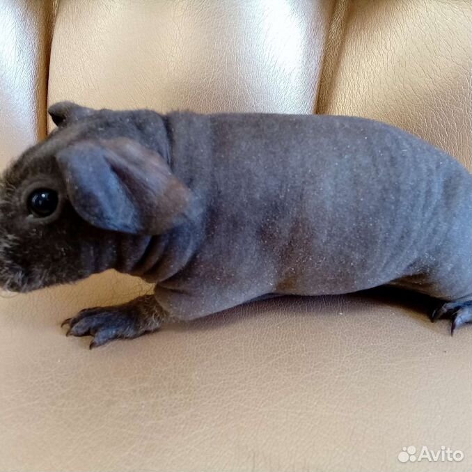 Морская свинки скинни с доставкой на адрес