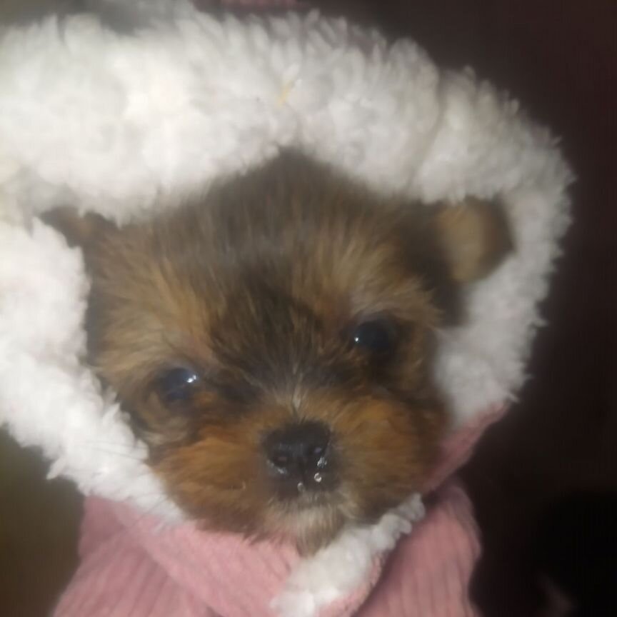 Йоркширский терьер, щенок