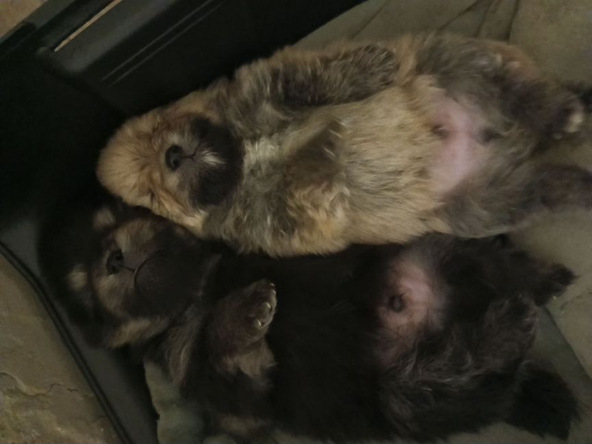 Щеночки шпицули