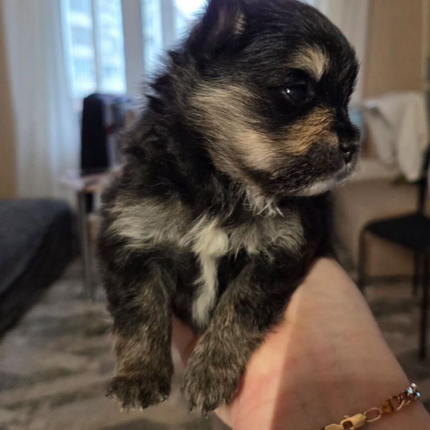 Померанский шпиц, щенок