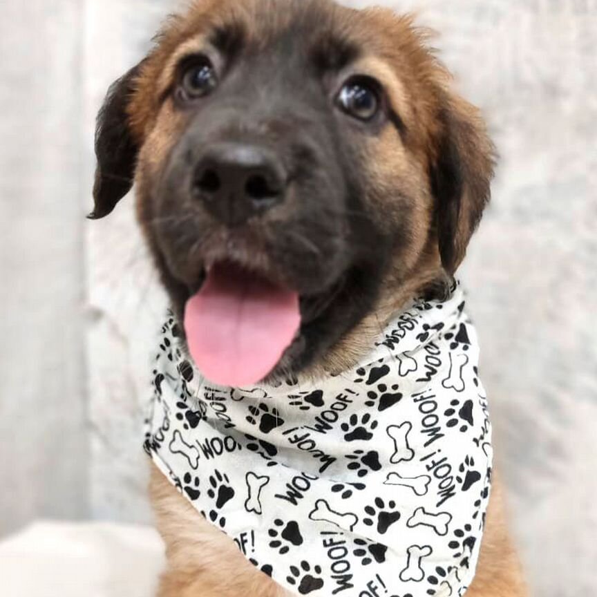 Щенок в добрые руки