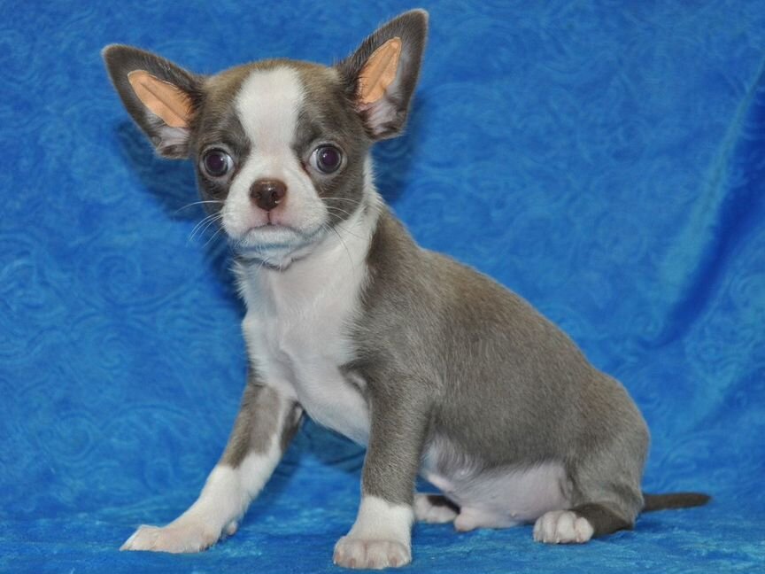 Лиловый красавчик