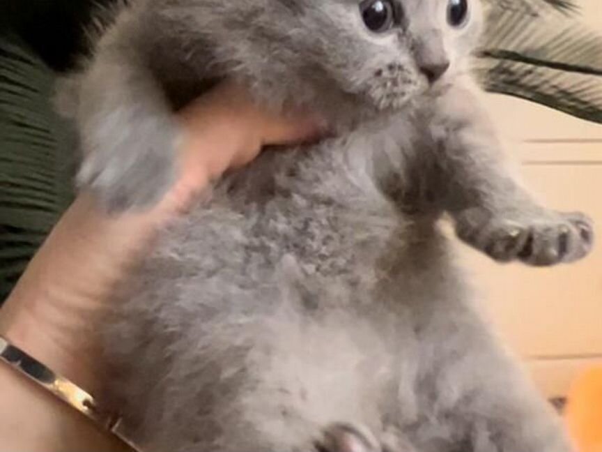 Британский котик