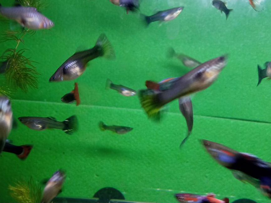 Аквариумные рыбки гуппи микс