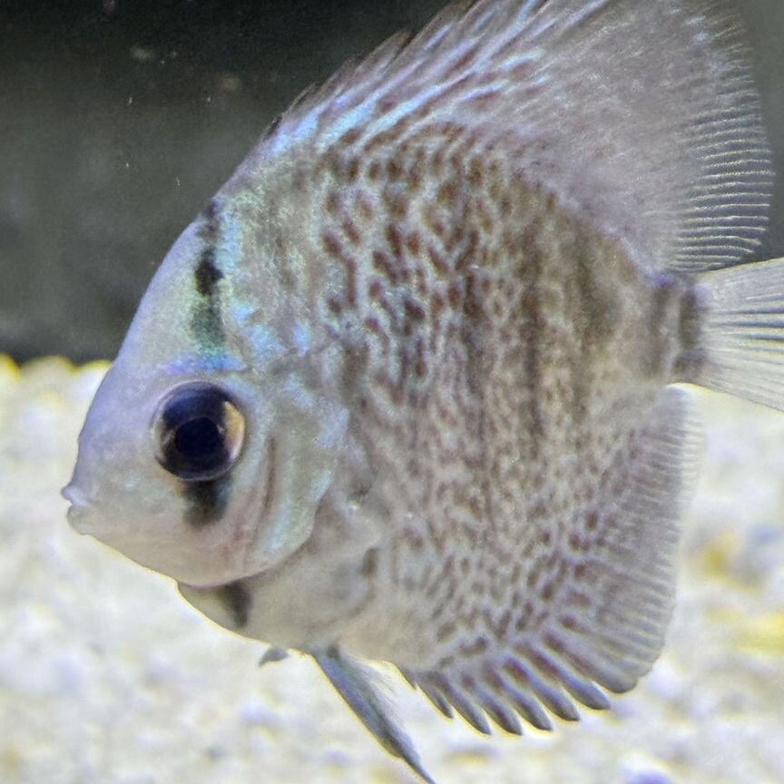 Дискус 7 рыбок