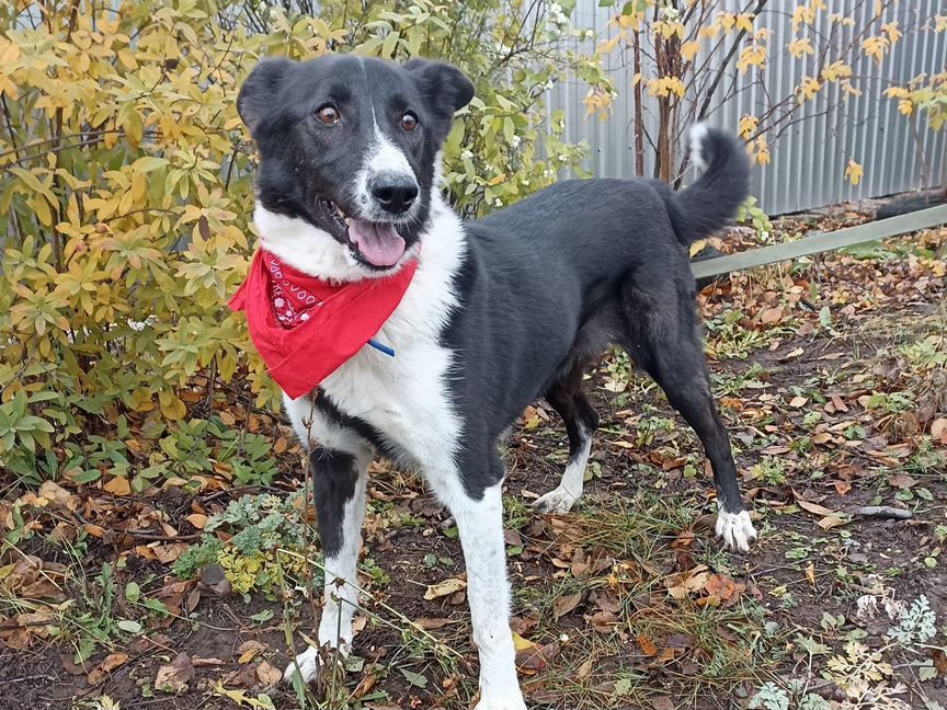 Тайга не должна жить в приюте