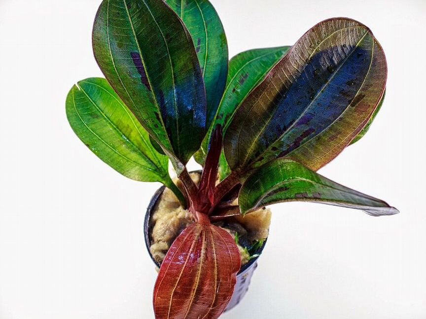 Эхинодорус Хади Красный жемчуг (Hadi red pearl)