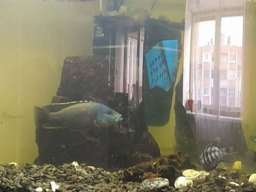 Самец Нимбохромис ливингстона