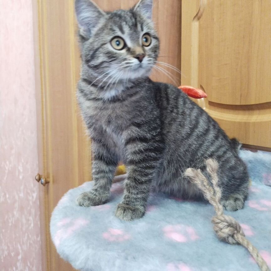 Британская кошечка