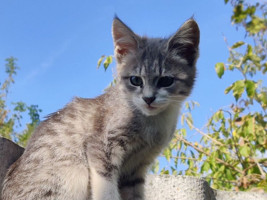 Нашелся котенок