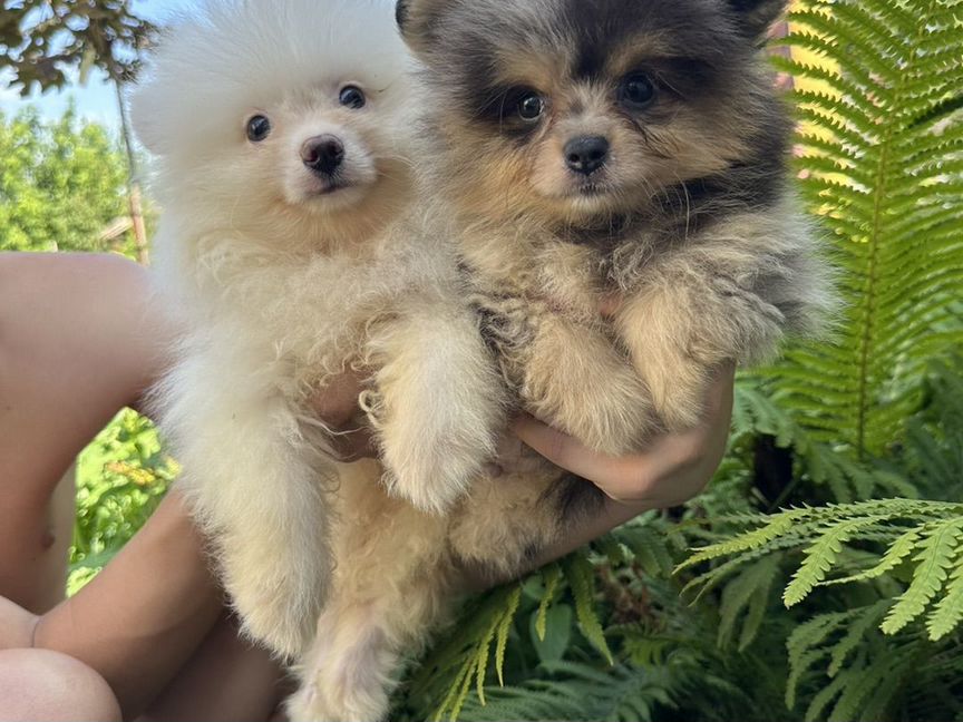 Мальчики мими мишки