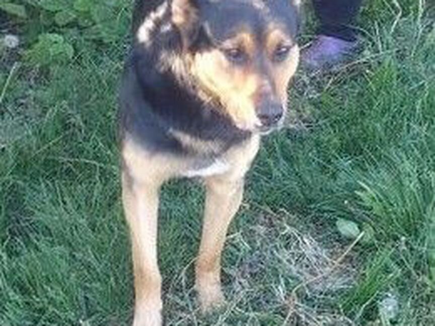 Собака в добрые руки