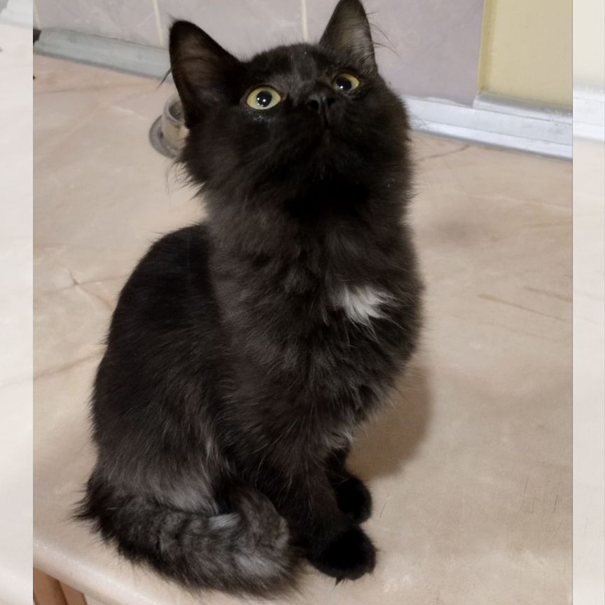 Котёнок идёт дом