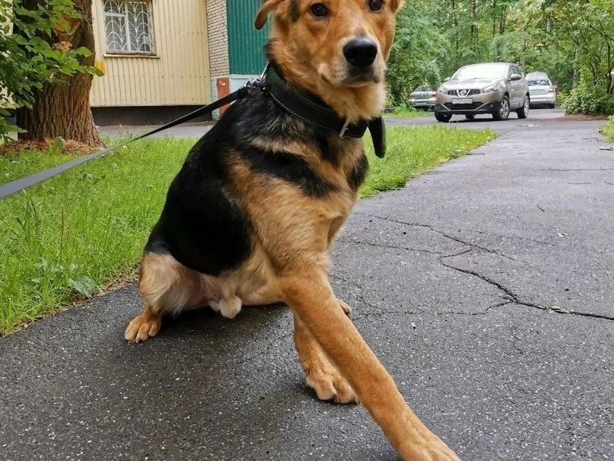 Хуч из приюта ищет дом