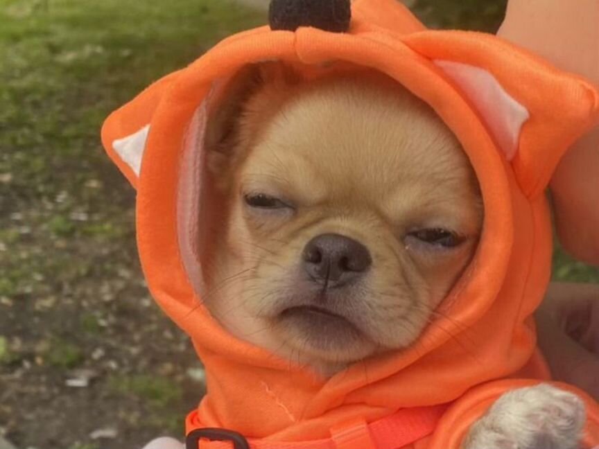 Маленькая собака чихуахуа девочка