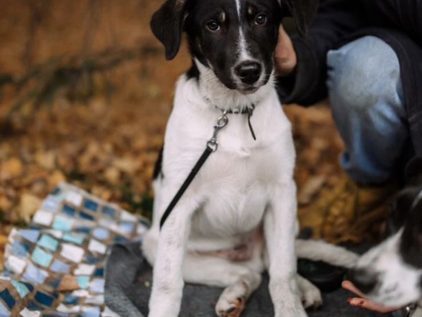 Бим ищет дом