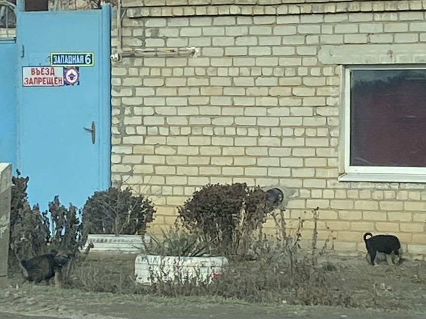 Щенки