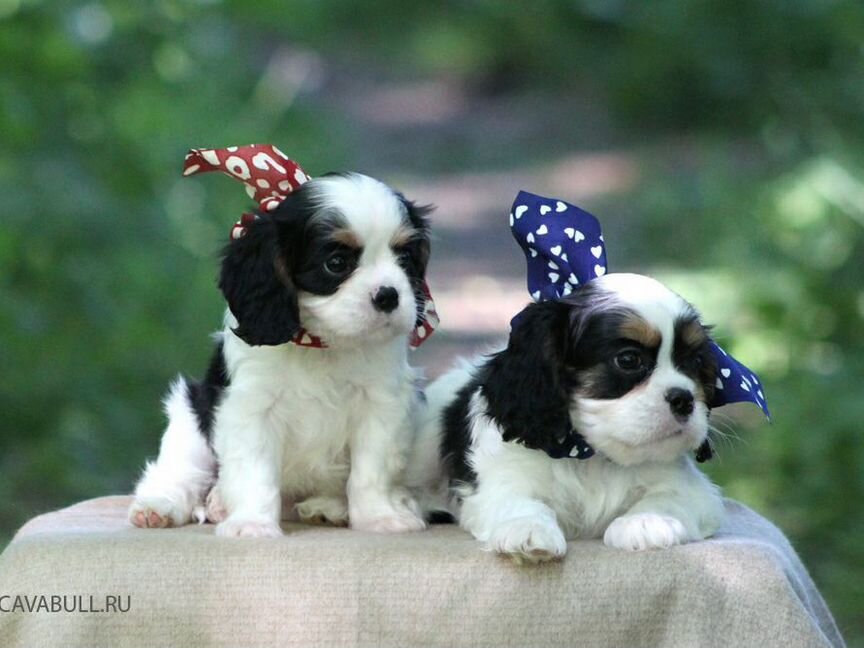 Кавалерчики щенки